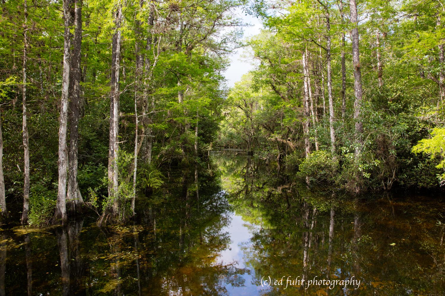 Big Cypress Swamp, Florida | Ed Fuhr Photography