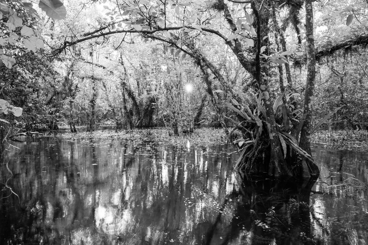 Big Cypress Swamp, Florida | Ed Fuhr Photography