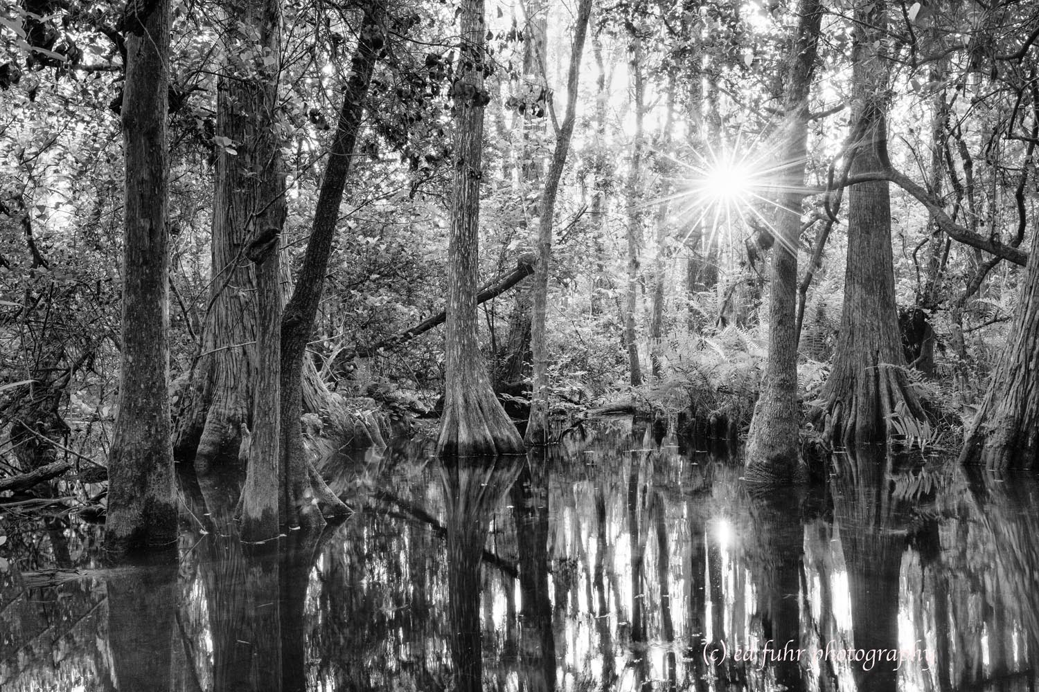 Big Cypress Swamp, Florida | Ed Fuhr Photography