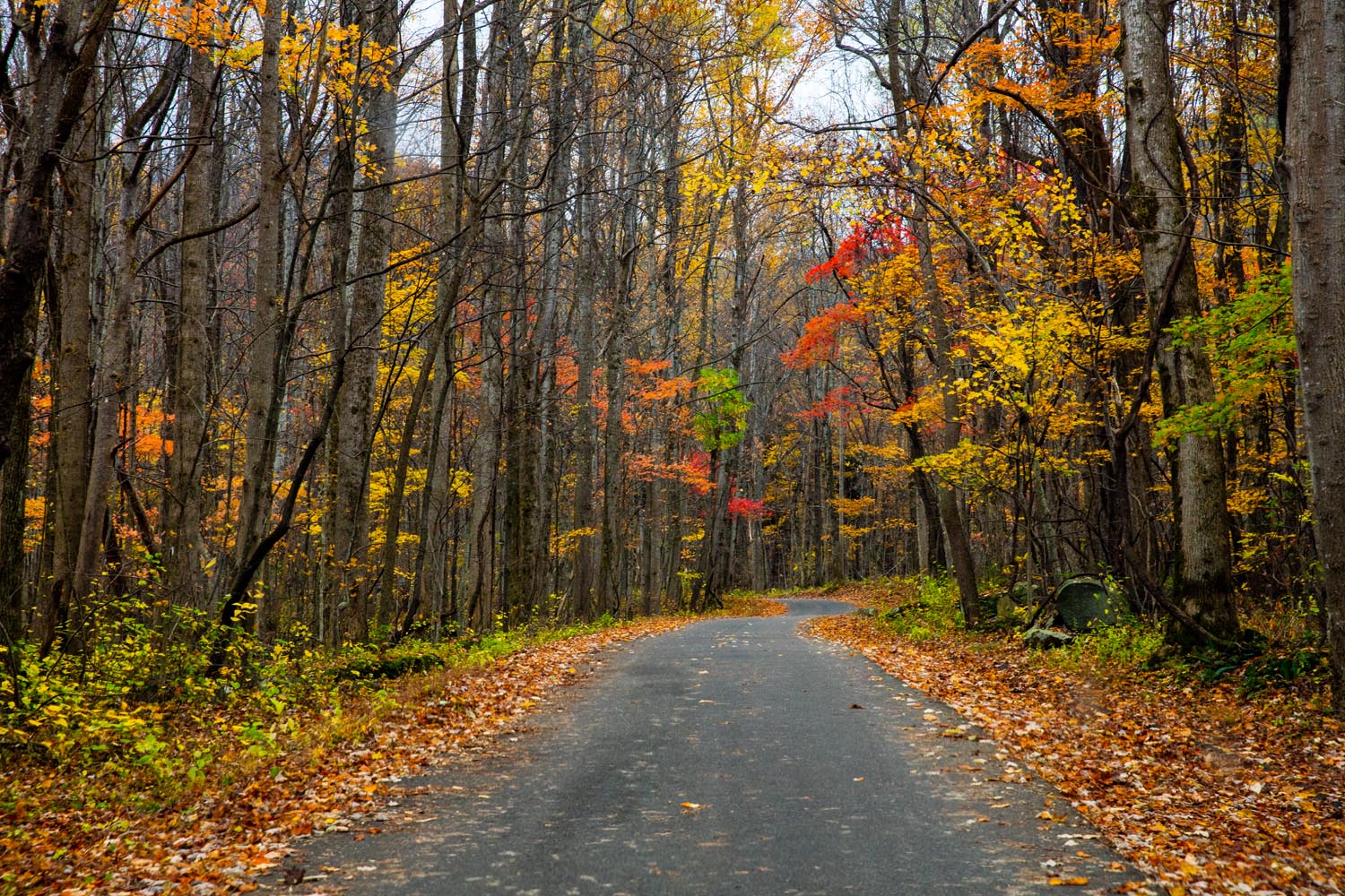 Smoky Mountain Autumn Drive | Great Smoky Mountains National Park | Ed ...