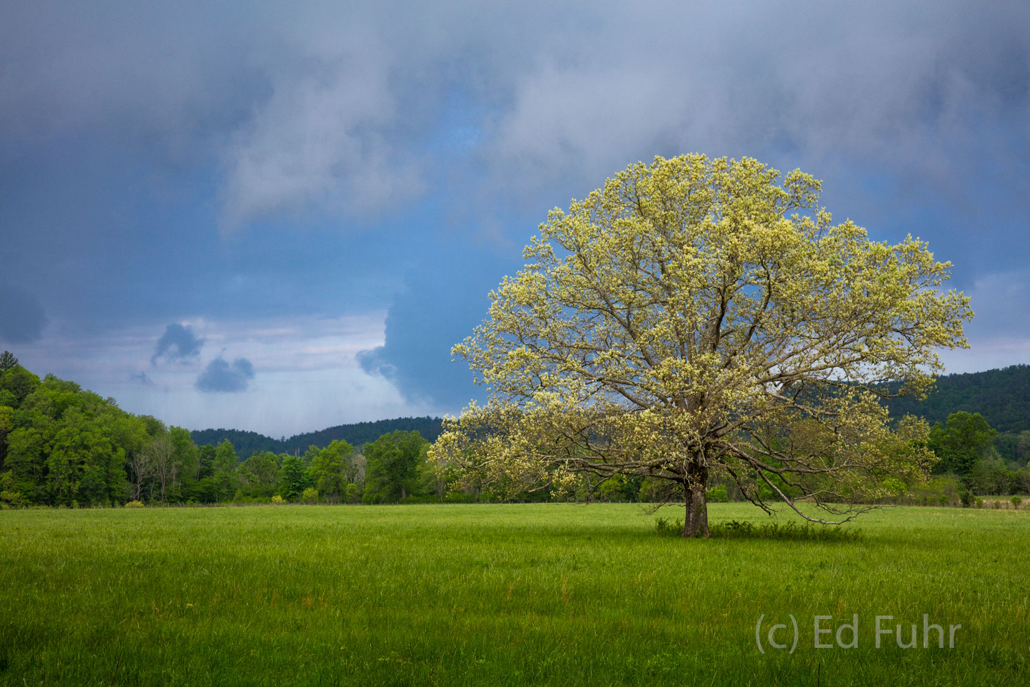 Cades Cove Tree | Great Smoky Mountains National Park | Ed Fuhr Photography