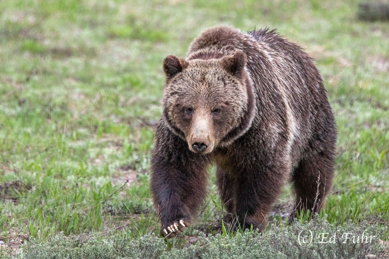 The Apex | Grand Teton National Park | Ed Fuhr Photography