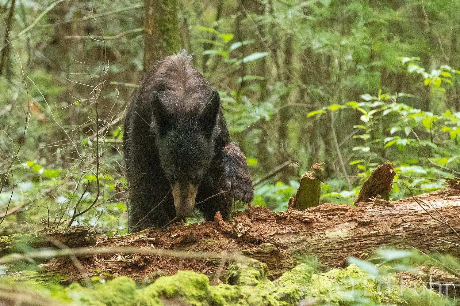 Bear on Log | Great Smoky Mountains National Park | Ed Fuhr Photography