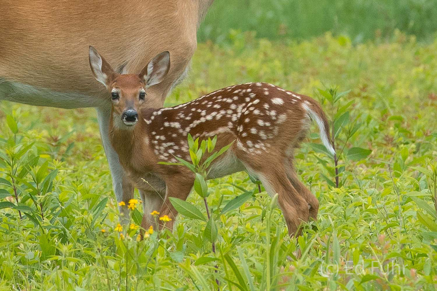 Fawn Portrait | Shenandoah National Park | Ed Fuhr Photography