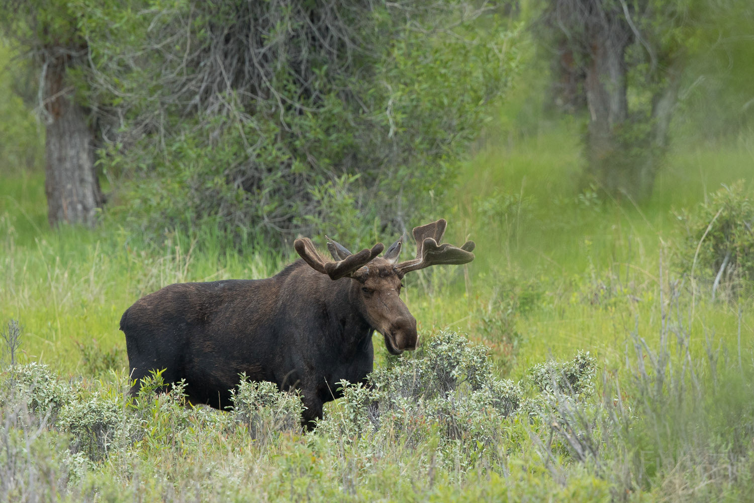 Summer Moose | Grand Teton National Park | Ed Fuhr Photography