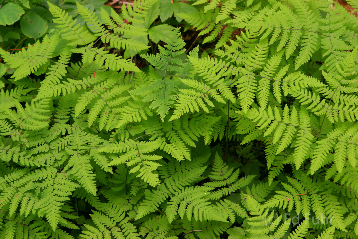 Ferns | Glacier National Park | Ed Fuhr Photography
