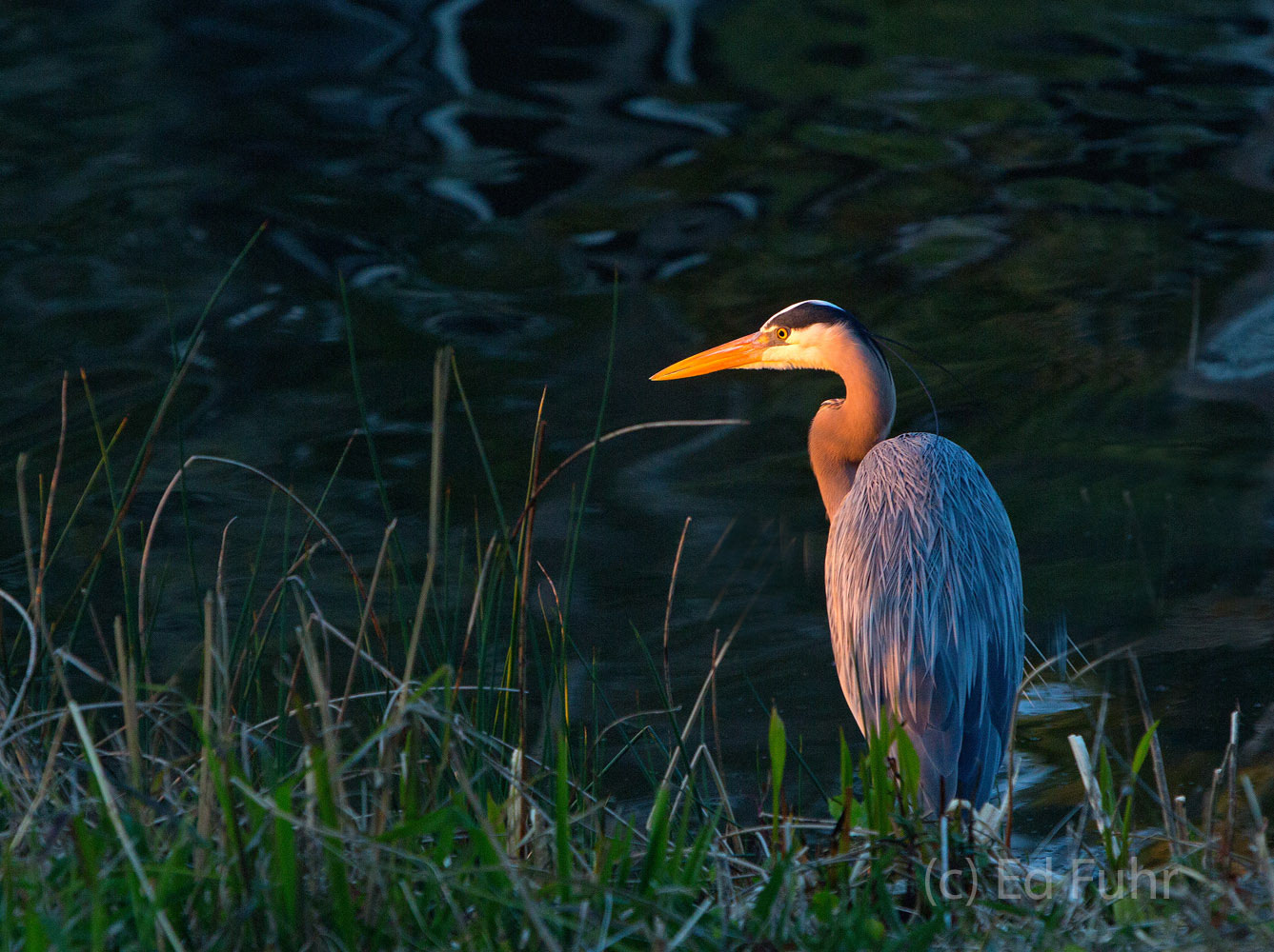 Great Blue Heron at Sunset | Kiawah Island, South Carolina | Ed Fuhr ...