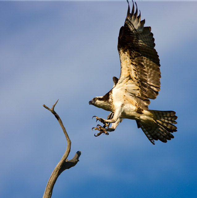 Osprey Landing | Kiawah, South Carolina | Ed Fuhr Photography