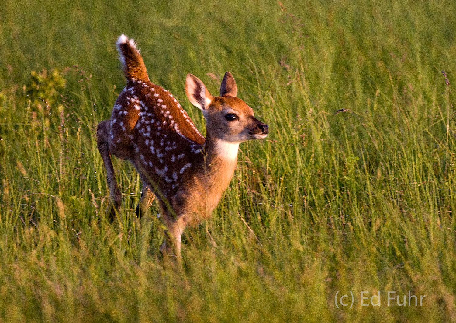 Running Fawn | Shenandoah National Park | Ed Fuhr Photography