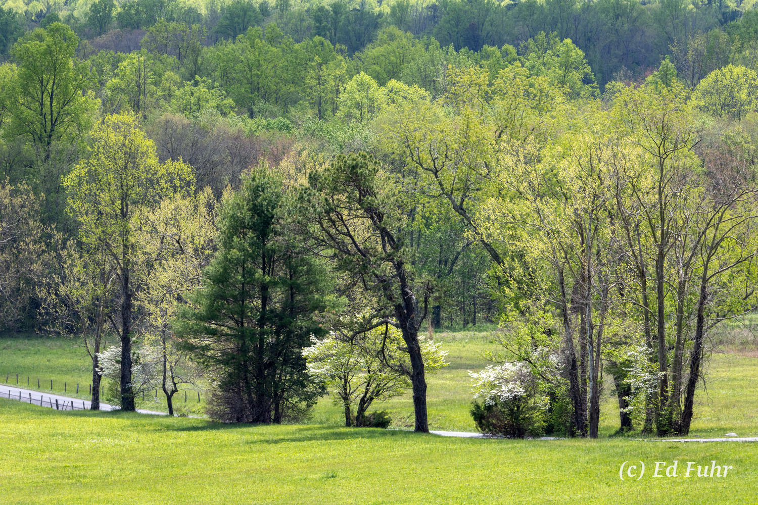 Smokies Spring 2024 - Dogwoods and Lots of Bears | Ed Fuhr Photography