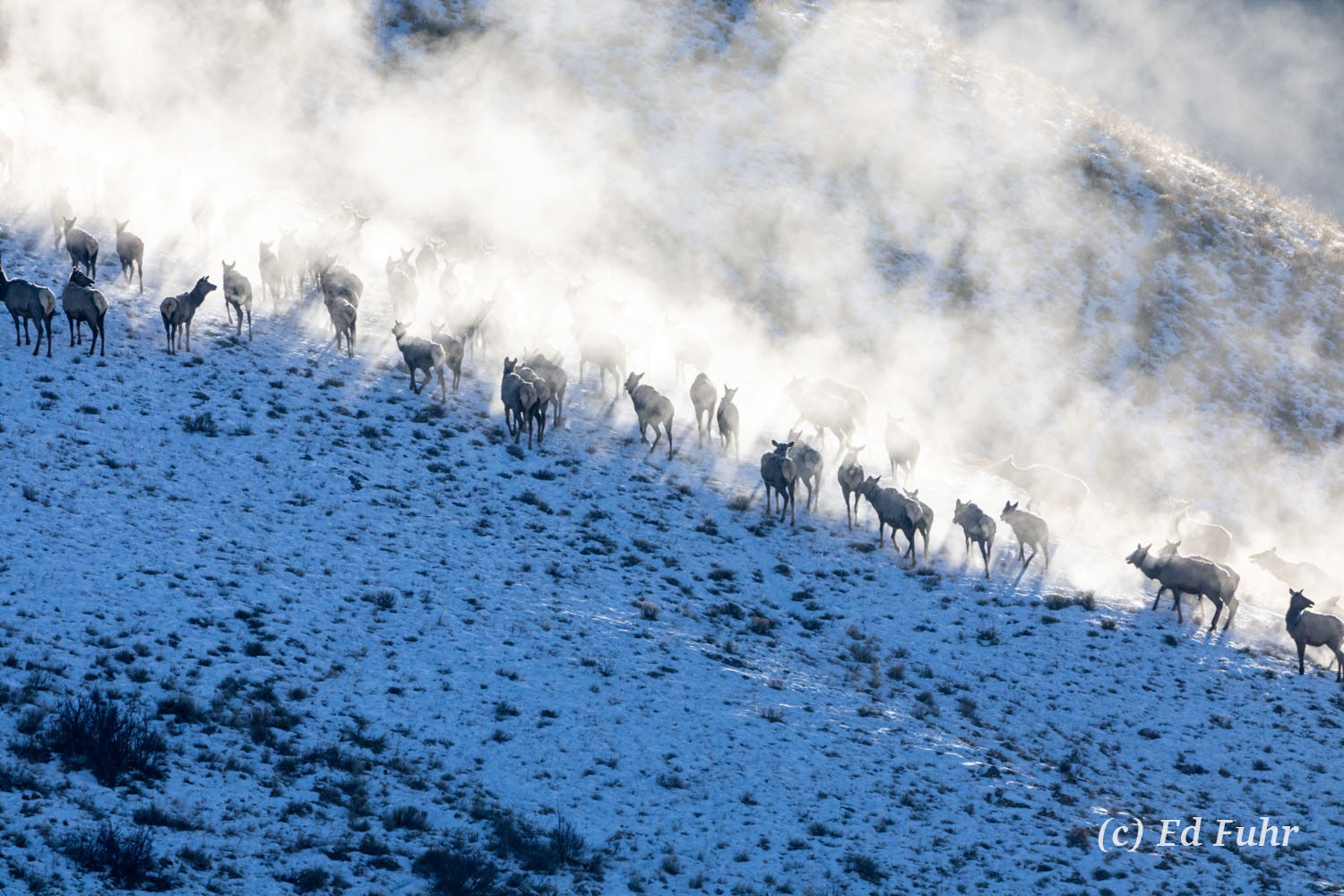 Tetons Winter 2023 Wildlife and Elk Migration | Ed Fuhr Photography