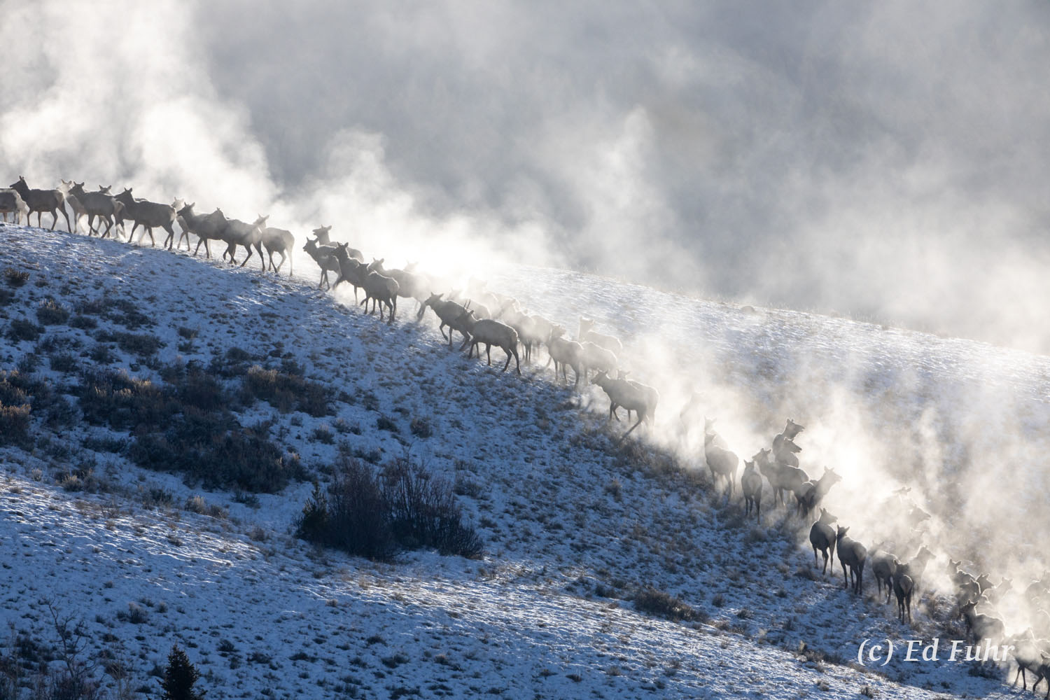 Tetons Winter 2023 Wildlife and Elk Migration | Ed Fuhr Photography