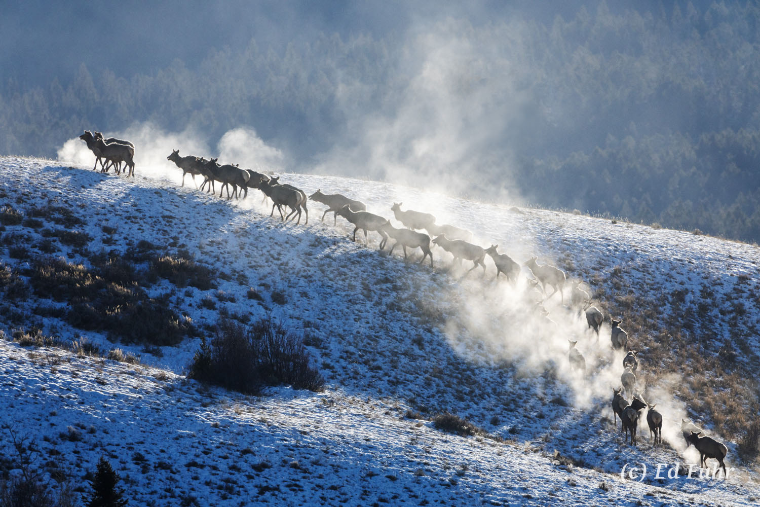 Tetons Winter 2023 Wildlife and Elk Migration | Ed Fuhr Photography