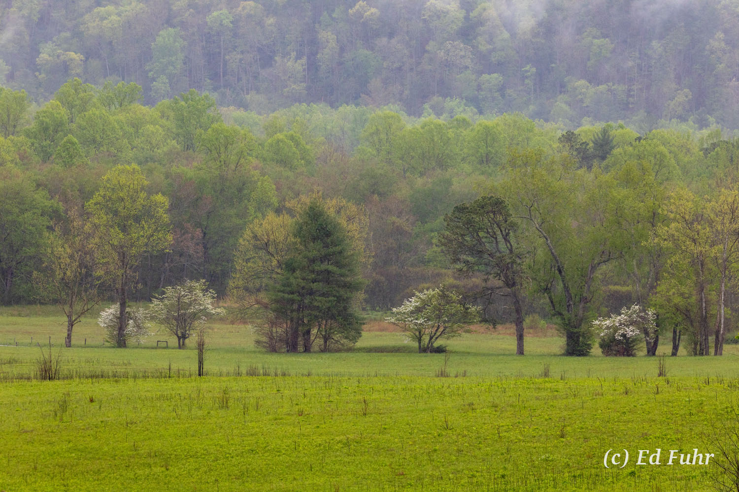 Smokies Spring 2024 - Dogwoods and Lots of Bears | Ed Fuhr Photography