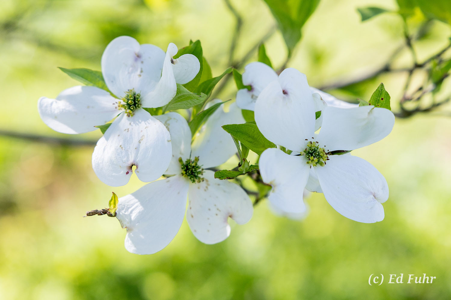 Smokies Spring 2024 - Dogwoods and Lots of Bears | Ed Fuhr Photography