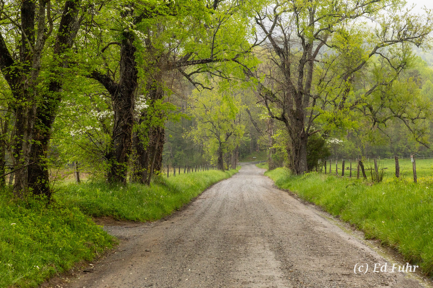 Smokies Spring 2024 - Dogwoods and Lots of Bears | Ed Fuhr Photography
