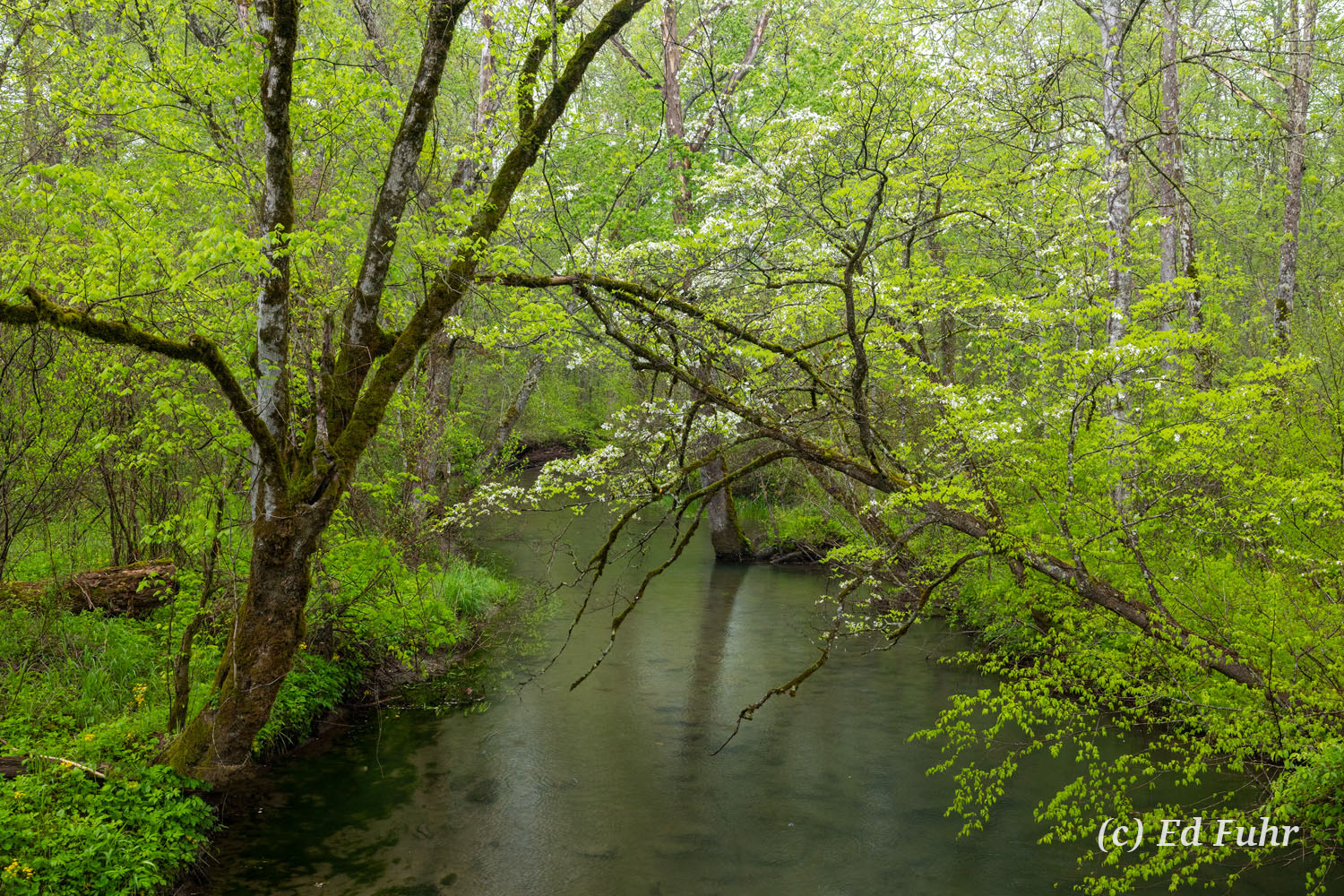 Smokies Spring 2024 - Dogwoods and Lots of Bears | Ed Fuhr Photography