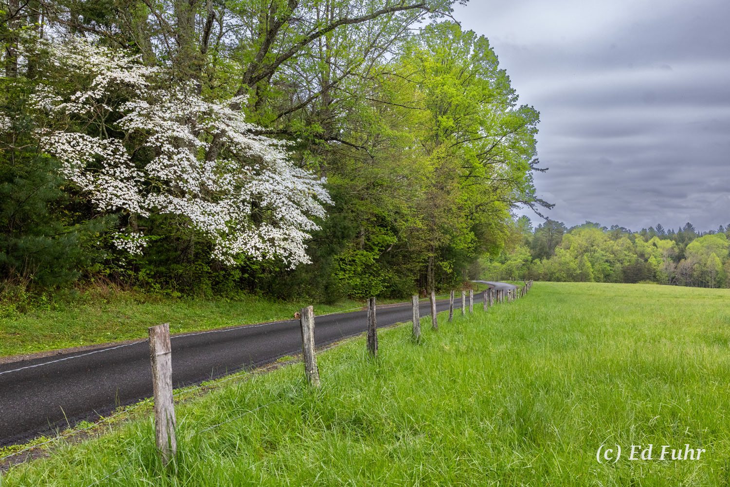 Smokies Spring 2024 - Dogwoods and Lots of Bears | Ed Fuhr Photography