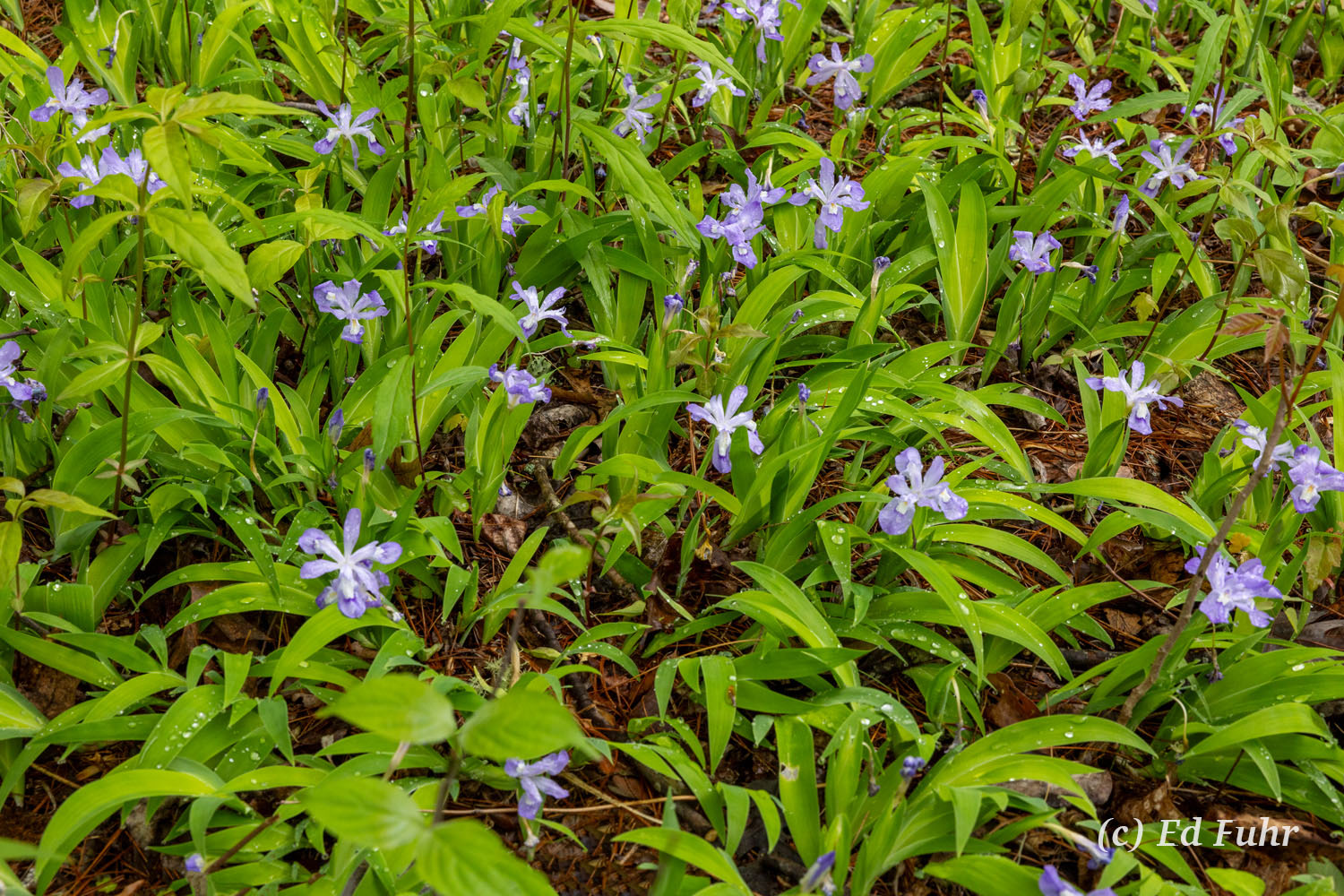 Smokies Spring 2024 - Dogwoods and Lots of Bears | Ed Fuhr Photography