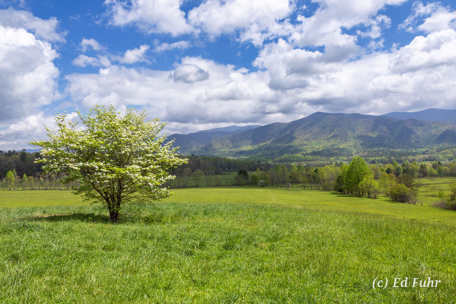 Smokies Spring 2024 - Dogwoods and Lots of Bears | Ed Fuhr Photography