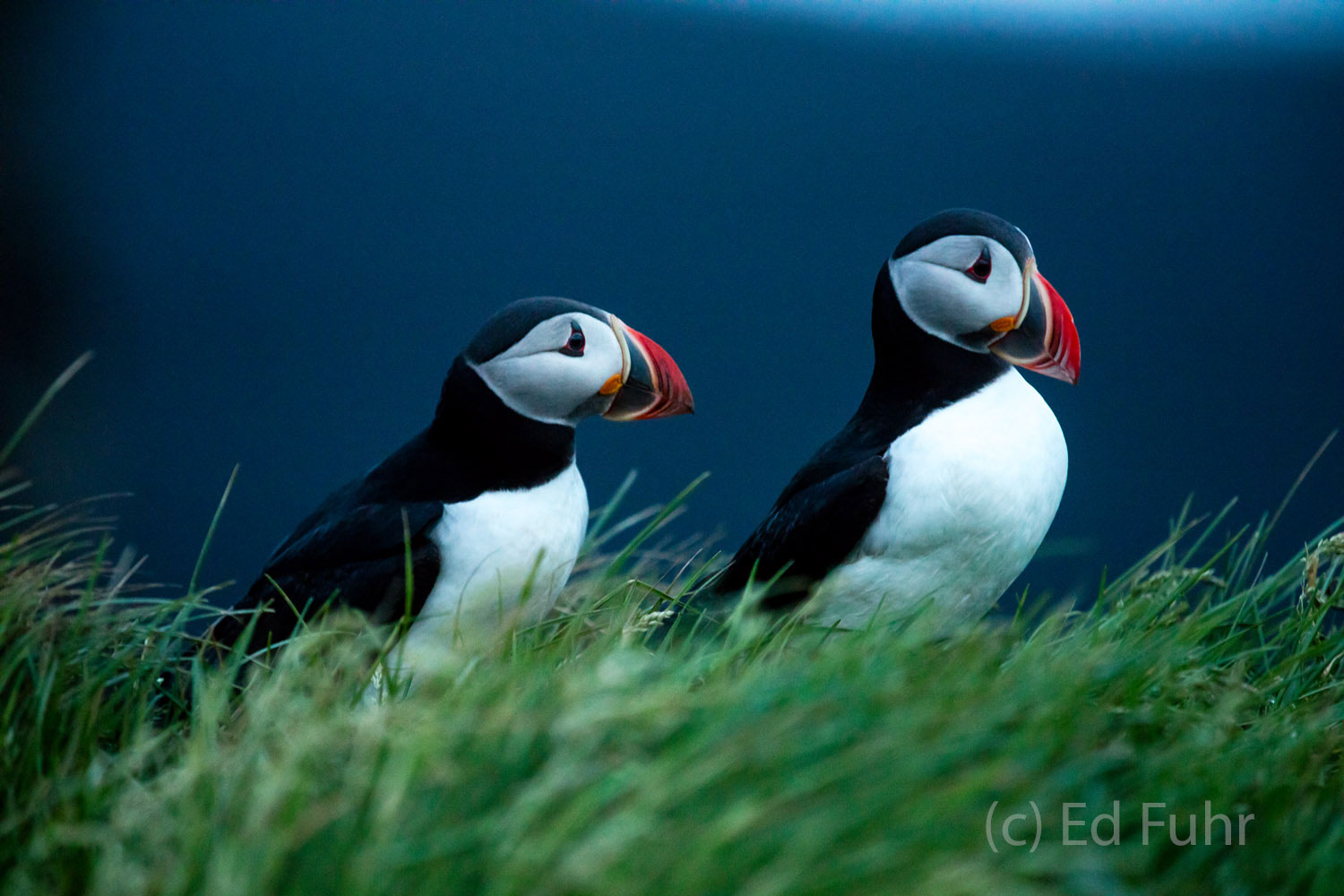 Two Puffins | Iceland | Ed Fuhr Photography